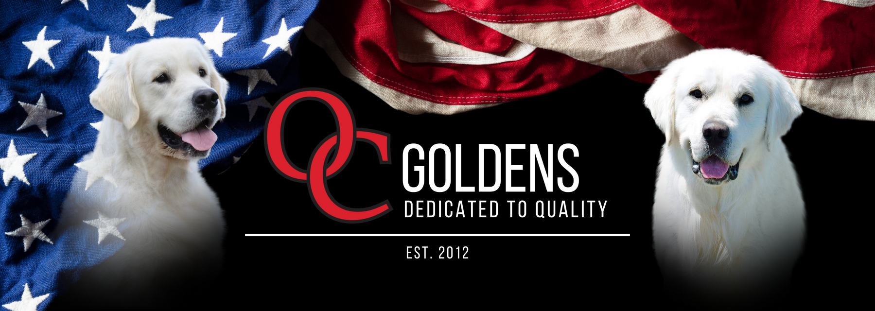 OC Goldens: English Cream Golden Retriever Puppies Available