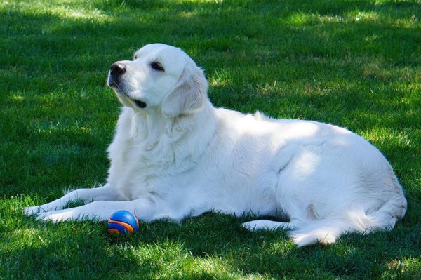 Meet Our OC Goldens - OC Goldens- English Cream Golden Retrievers