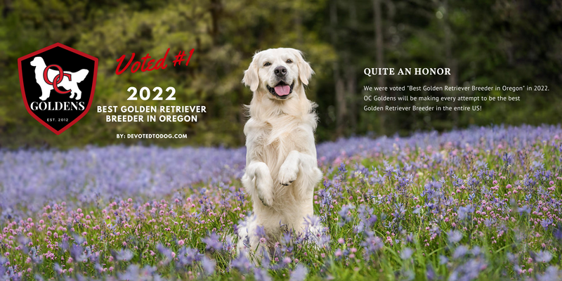 OC Goldens: English Cream Golden Retriever Puppies Available