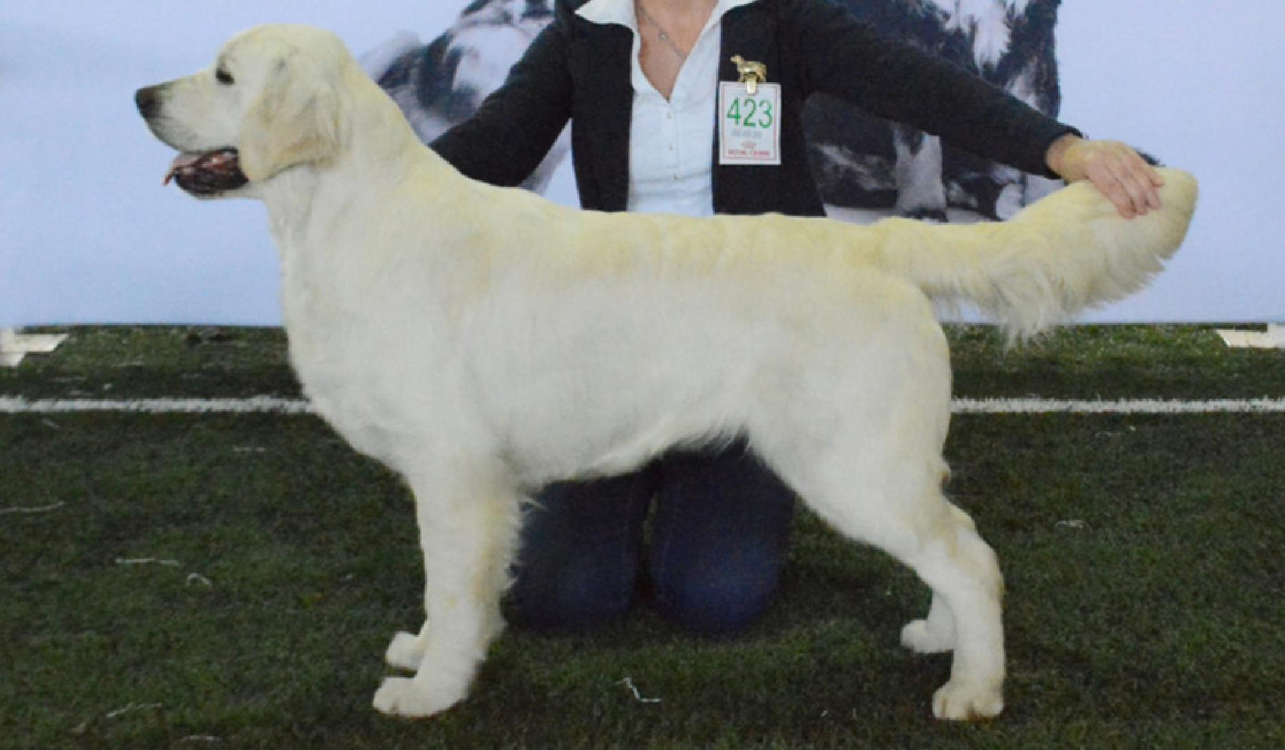 Meet Our OC Goldens - OC Goldens- English Cream Golden Retrievers