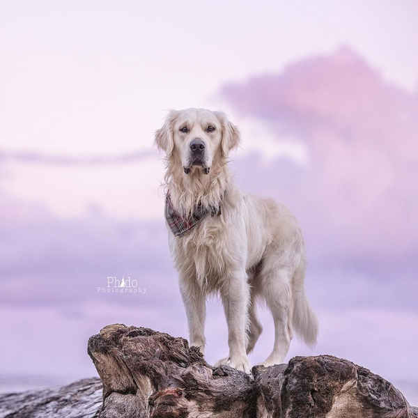 OC Goldens- English Cream Golden Retrievers Puppies & Videos